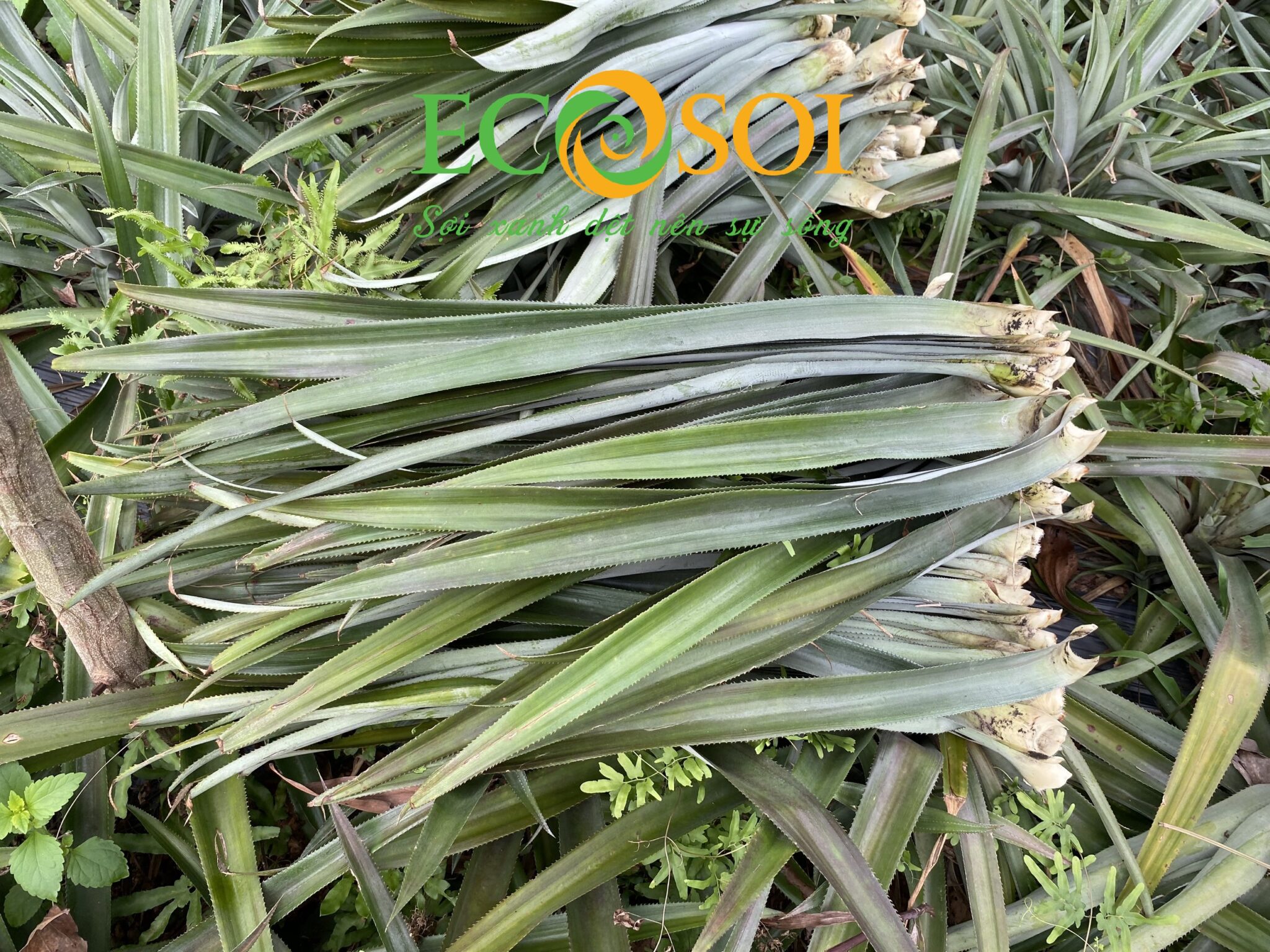 Applications of Ecosoi pineapple fiber in interior design - ECOSOI ...