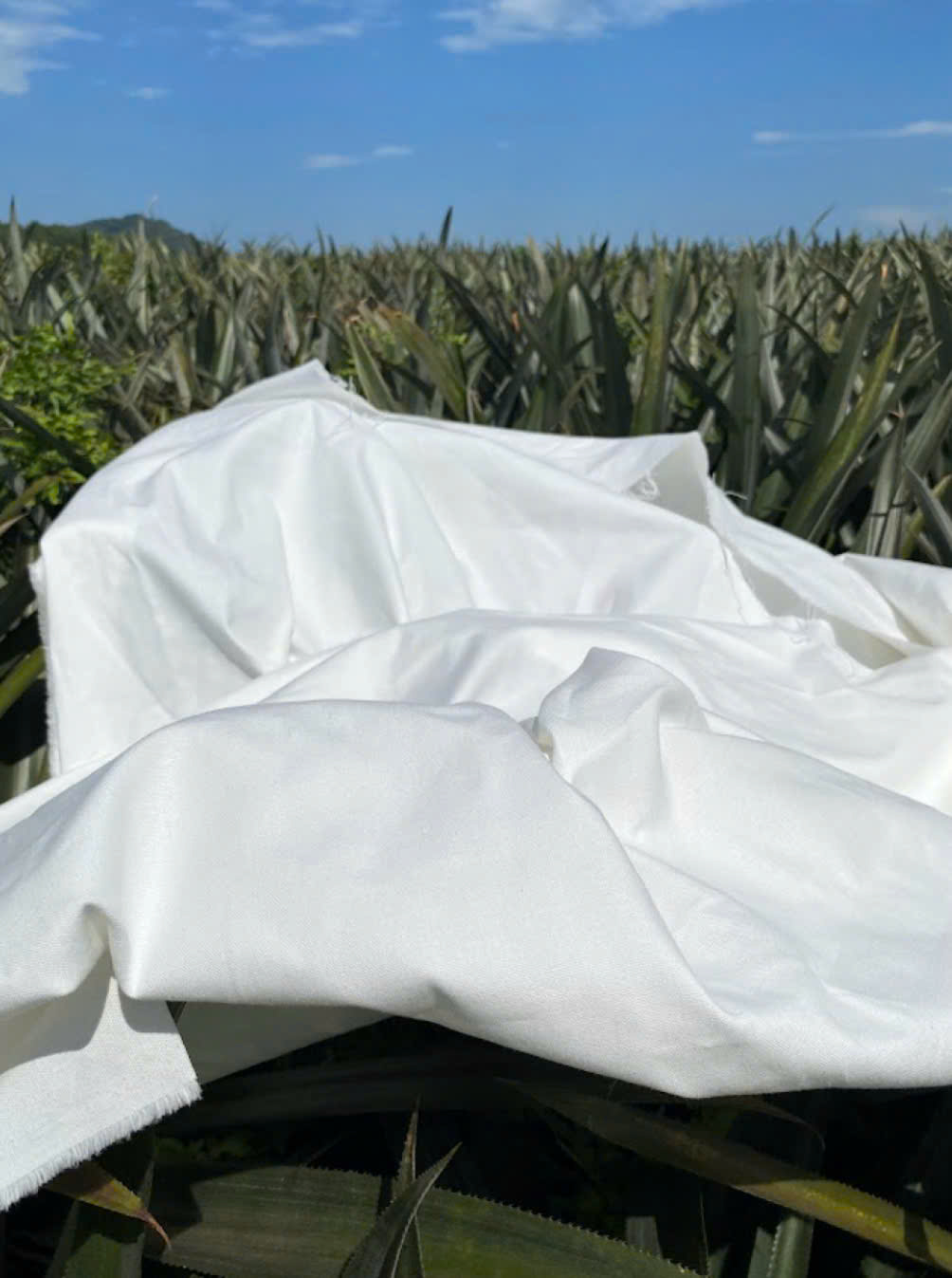 Why the world is shifting to pineapple fiber fabric instead of ...